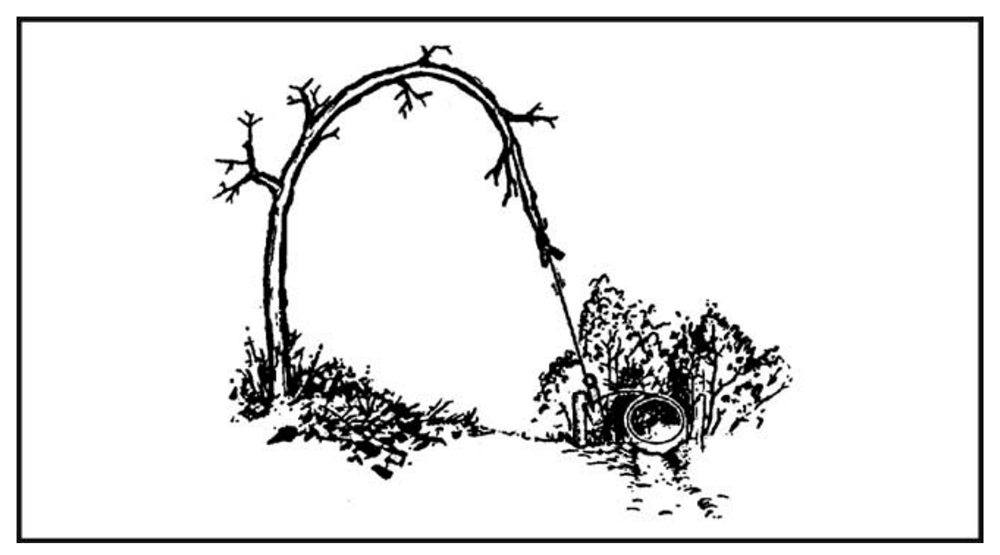 Sankofa Symbol – Meaning, History & Images | Adinkra Symbols